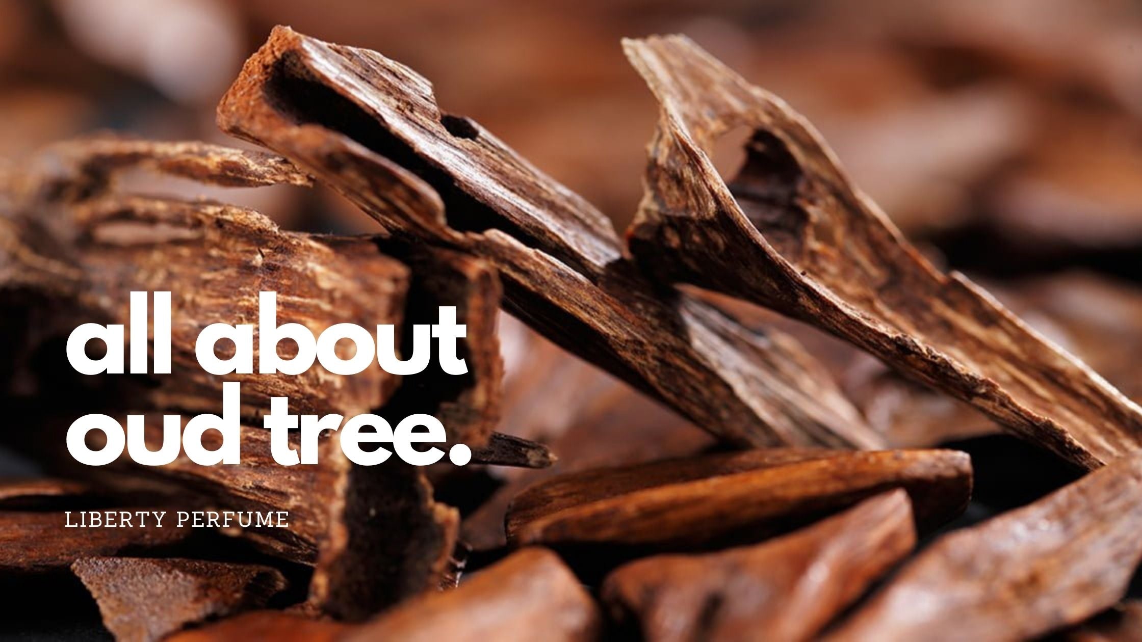 Oud Tree Use in Perfumes – Liberty